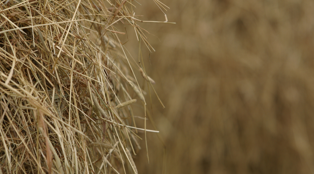 Hay Testing Information – Nag Bags